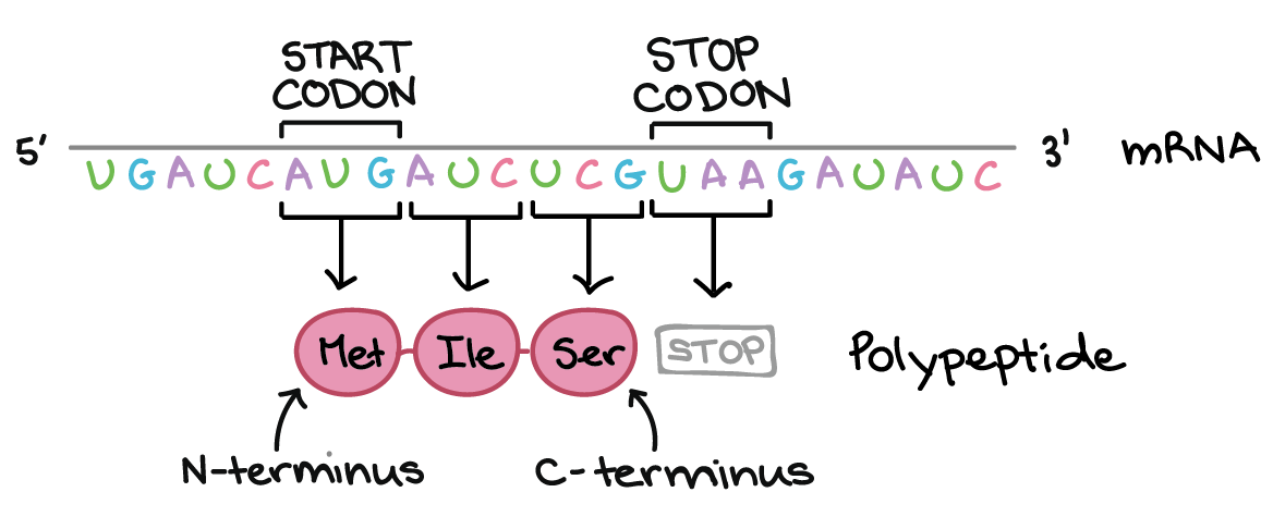 CLILstore unit 4984: Protein synthesis