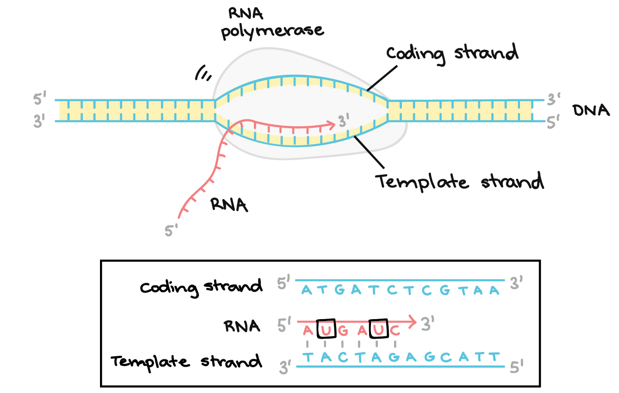 Blog AP Biology