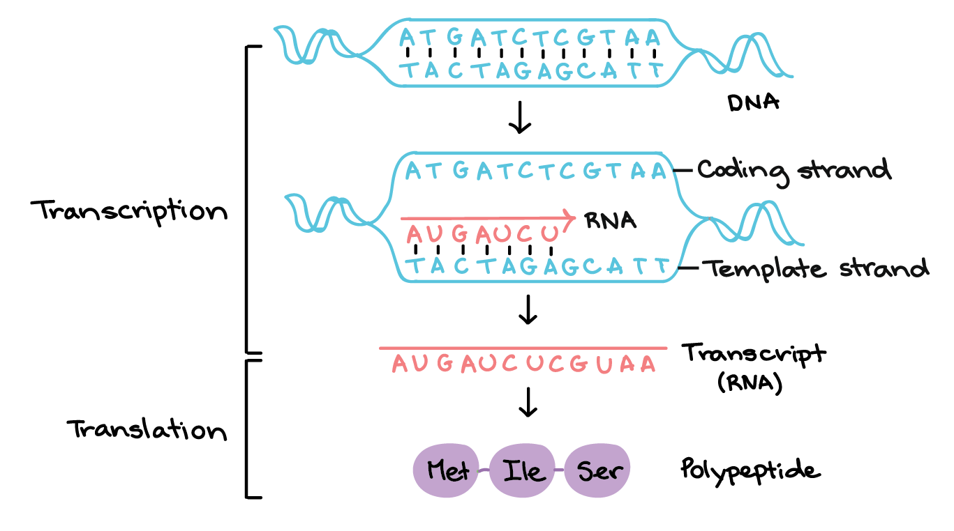Weekly Reflective Responses AP Biology Blog