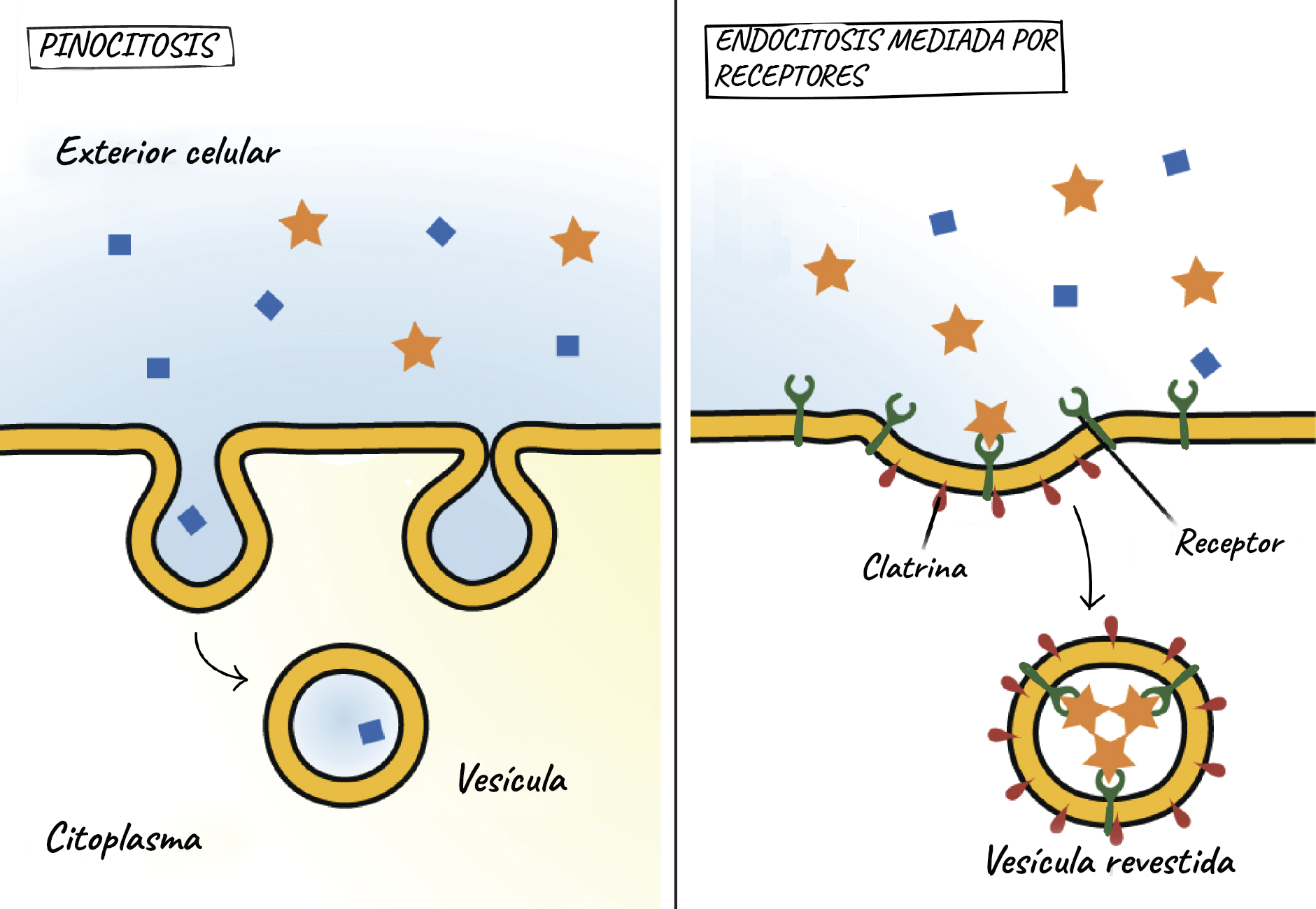 Endocitosis Y Fagocitosis