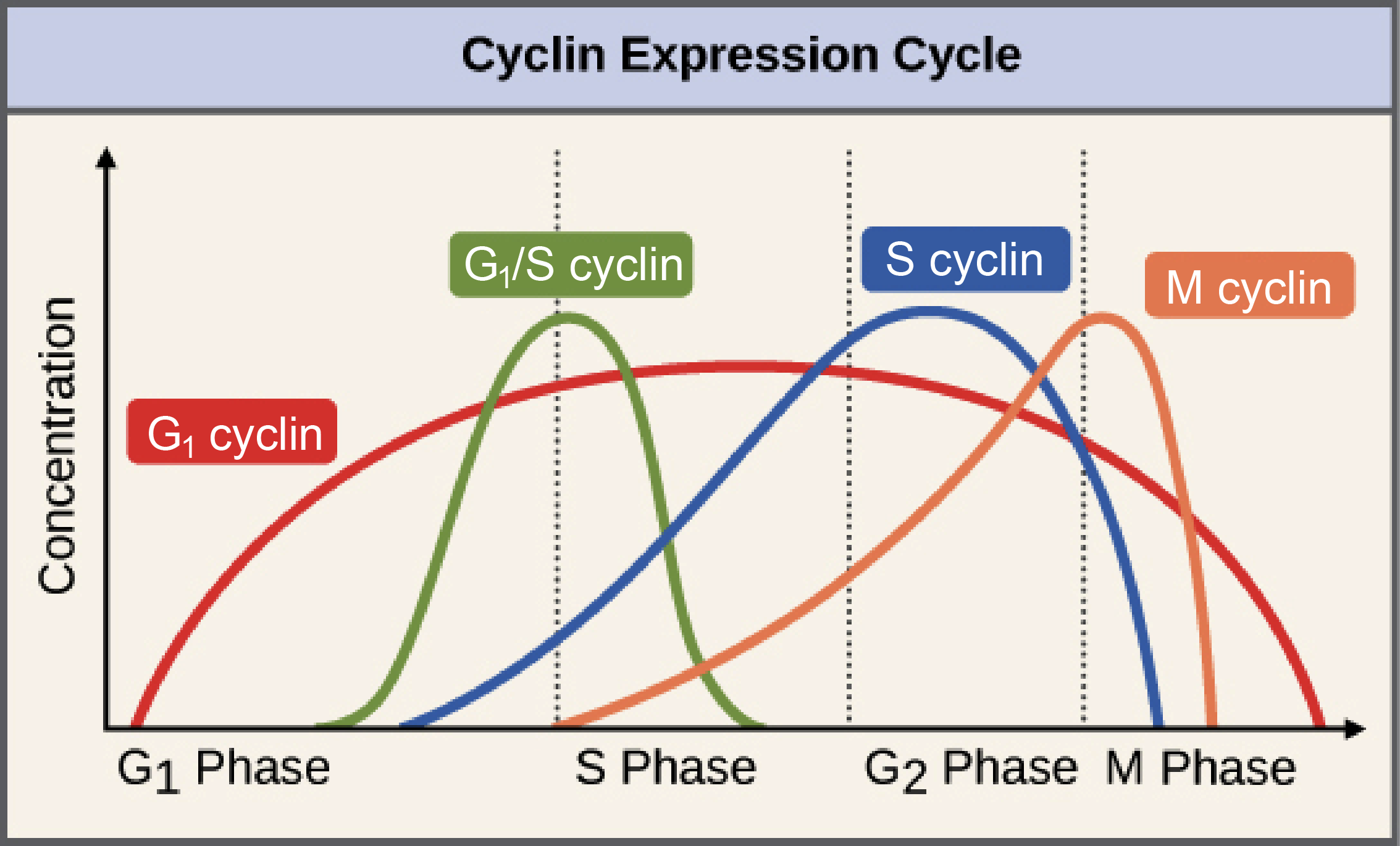 Worksheet Cell Cycle Regulation Worksheet Grass Fedjp Worksheet Study