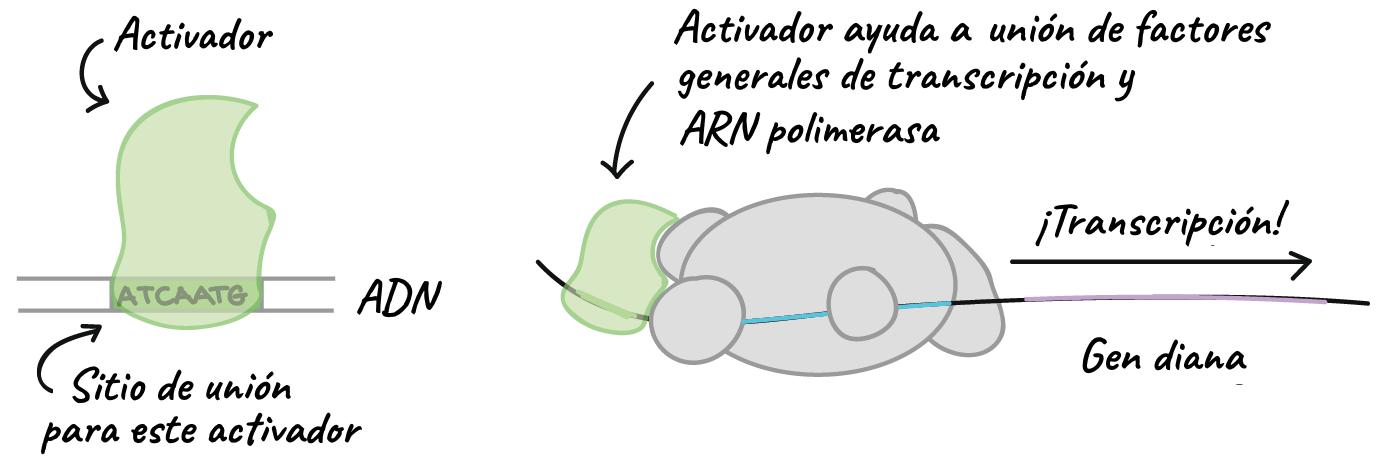 BIOLOGÍA MOLECULAR: Alteraciones en la transcripción en la Colecistitis