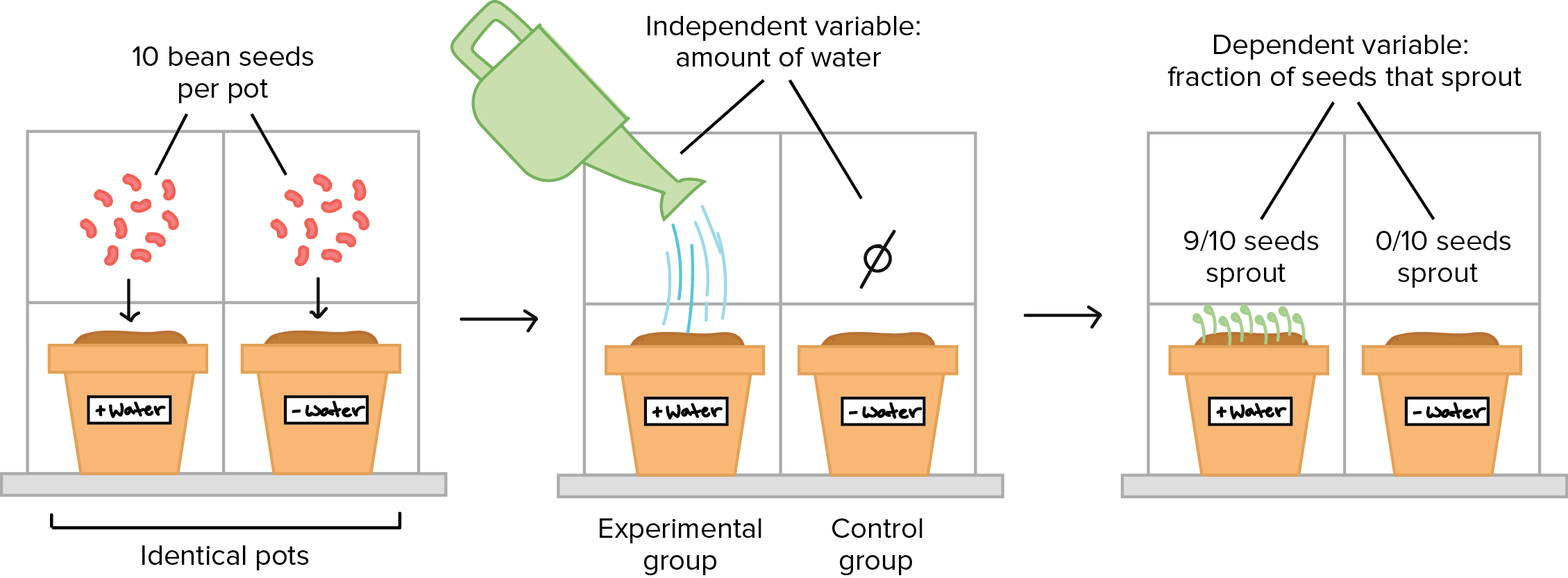 Scientific Method Experiment Ideas Examples And Forms